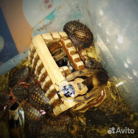 Тараканы Blaberus Craniifer
