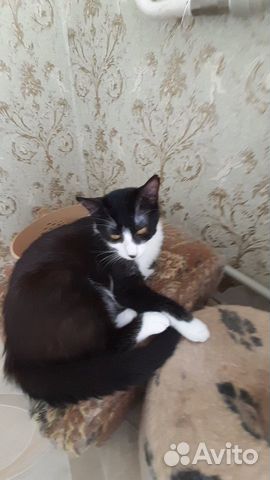 Кошка
