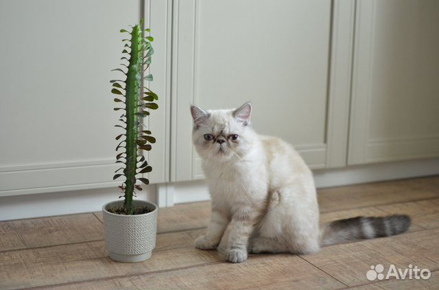 Кошка экзот Вязка