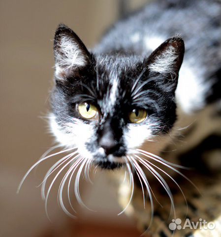 Кошка в добрые руки