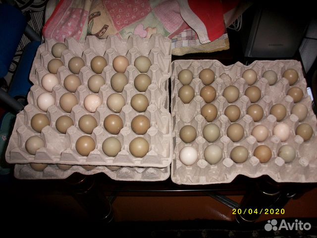 Яйцо фазана инкубационное