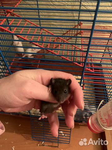 Крысы дамбо