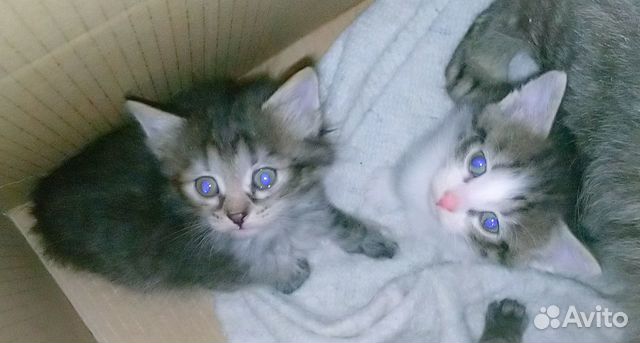 Котята в добрые руки