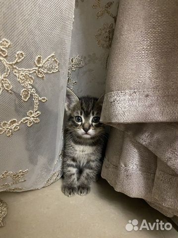 Котята