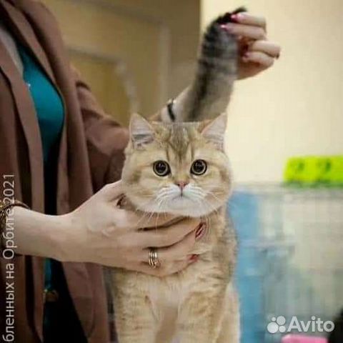 Шотландская золотая шиншилла