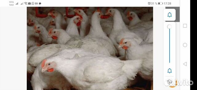 Цыплята броллеры