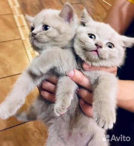 Чудесные котята Британской породы