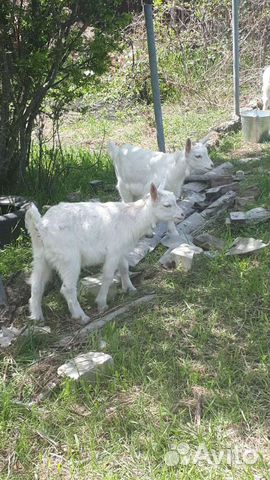 Зааненские козлята