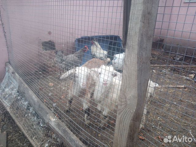 Козлята, козы, козел