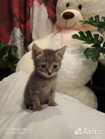 Котята донского сфинкса