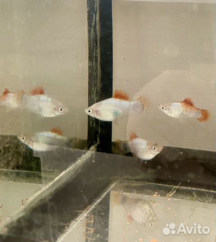 Аквариумные рыбки, Голубые Пициллии