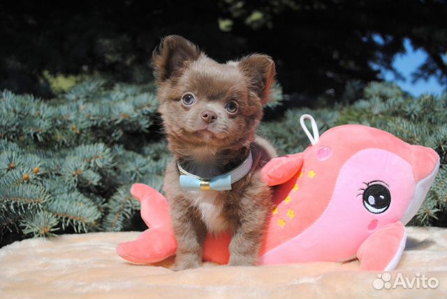 Лиловый чудо мишка