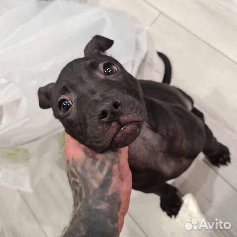 Американский питбуль