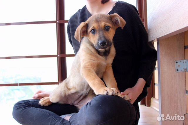 Щенок в добрые руки