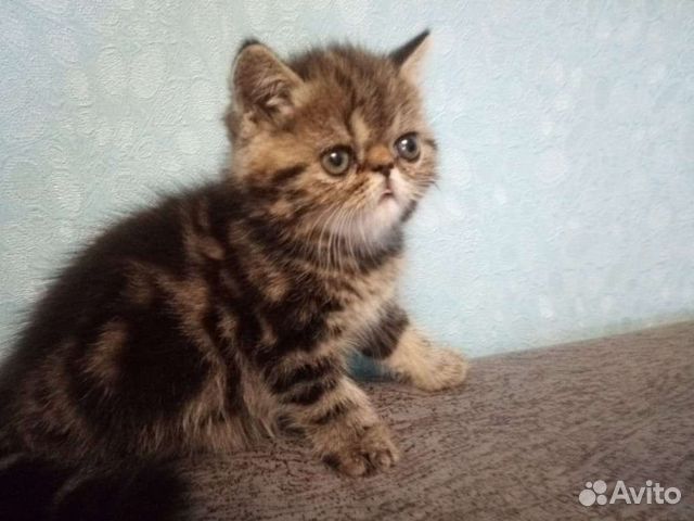 Продаю котика экзота