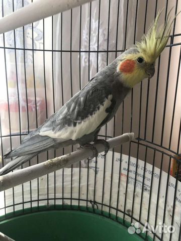 Попугай Корелла с клеткой