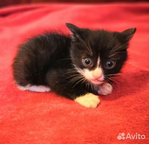 Котята в добрые руки бесплатно