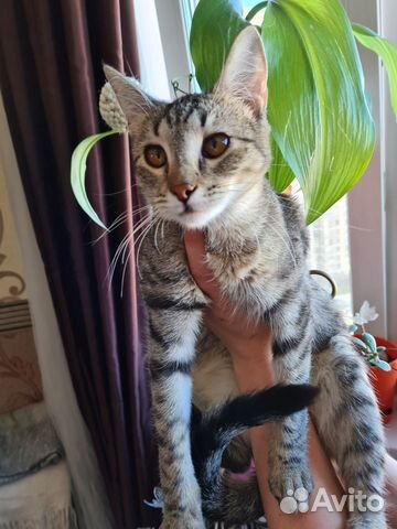 Котенок 5 мес. Янтарные глаза (девочка)