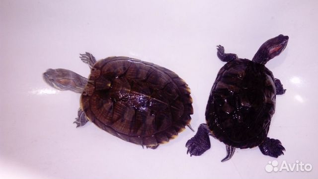 Отдам красноухих черепах