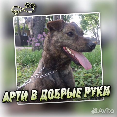 Арти в поисках дома