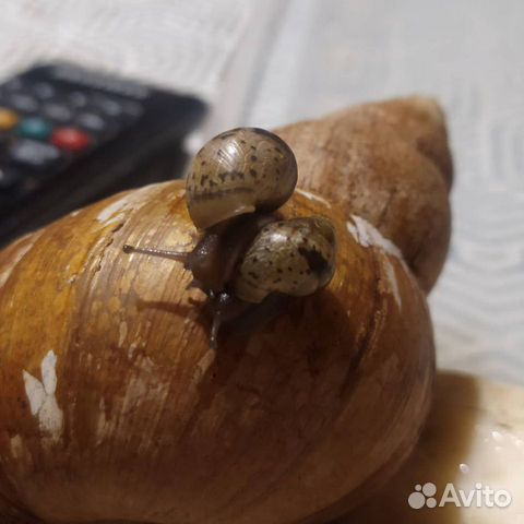 Африканские улитки ахатины (пантера)