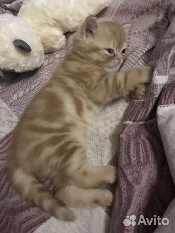 Кот перс экзот