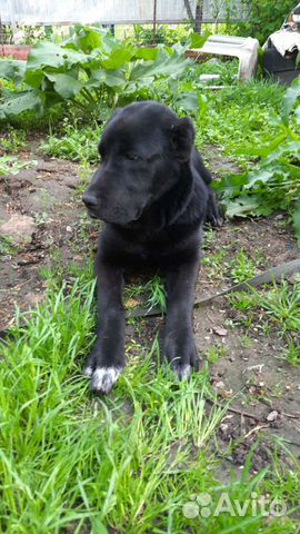 Щенок сао - Алабай