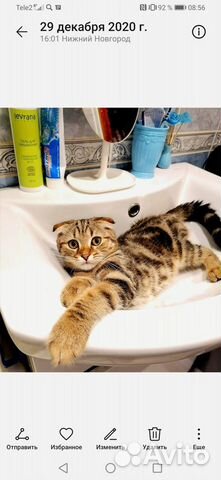 Котик в добрые руки