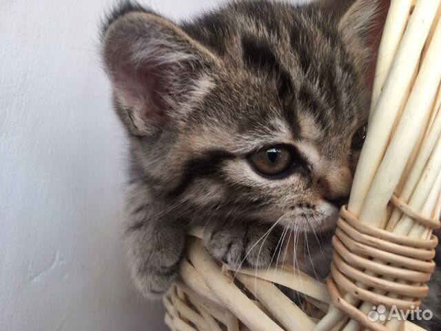 Британские котята