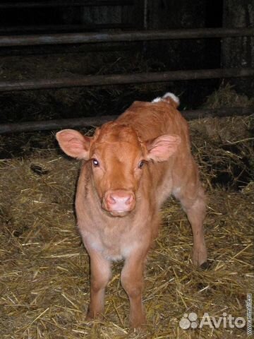 Продам Телочку