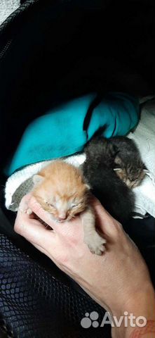 SOS Котята ищут волонтёра