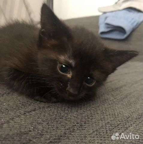 Кошка