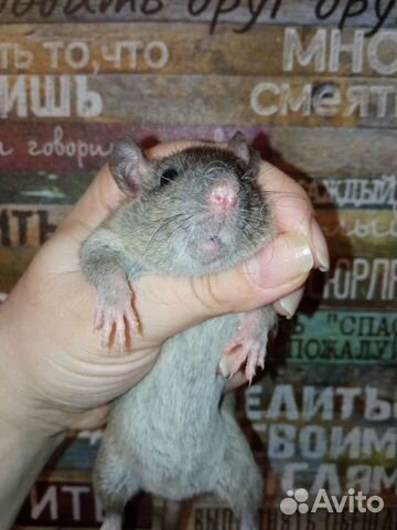 Крысята Девочки 2мес. Дамбо Стандарты Рексы Спб