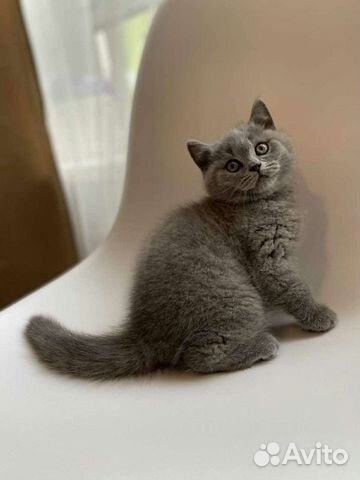 Скотиш - страйт (прямоухий шотландец)