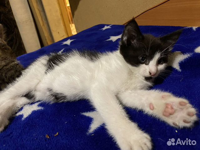 Котята бесплатно