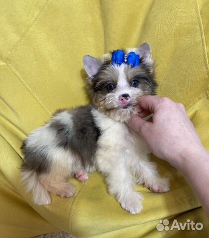 Черничный мальчик йорка 2 голубых глаза