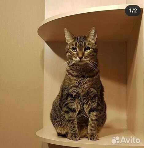 Котик ищет дом