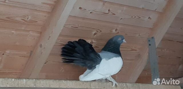 Голуби Урюпинские