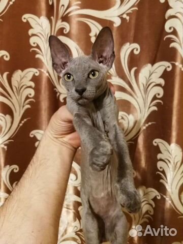 Котёнок(мальчик и девочка) сфинкс 3 месяца