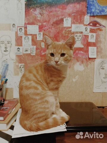 Кот в добрые руки