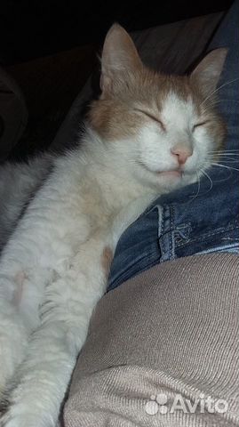 Отдам в добрые руки