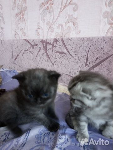 Британские котята