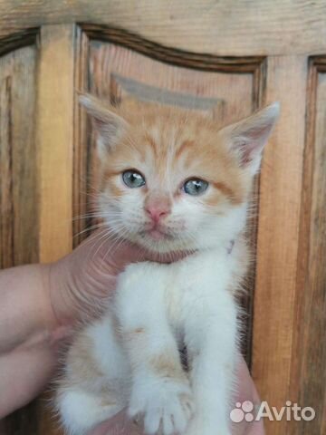 Котенок рыжик 1.5мес мальчик