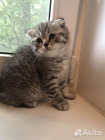 Шотландские красавчики