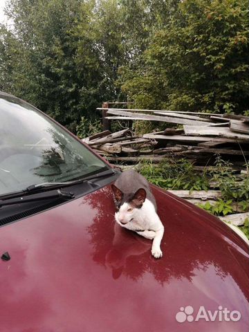 Отдадим кота Корниш Рекс в хорошие руки