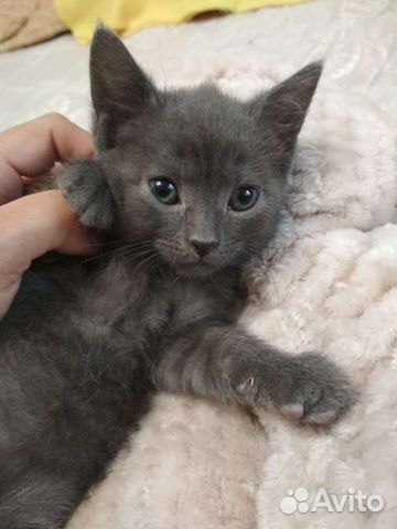 Голубой котенок в добрые руки
