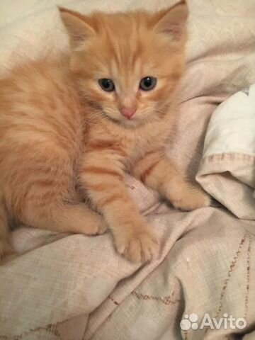 Кошечка Алиса, на лоток ходит, кушает все. Будет п