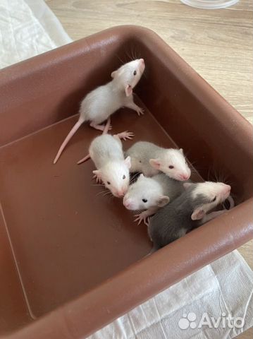 Крысята дамбо бесплатно