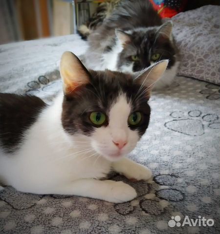Кошечка Малинка ищет дом