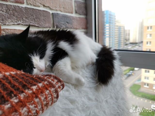 Интеллигентная кошка